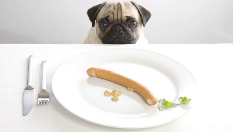Can Dogs Eat Mustard? Is Mustard Safe For Dogs? - DogTime