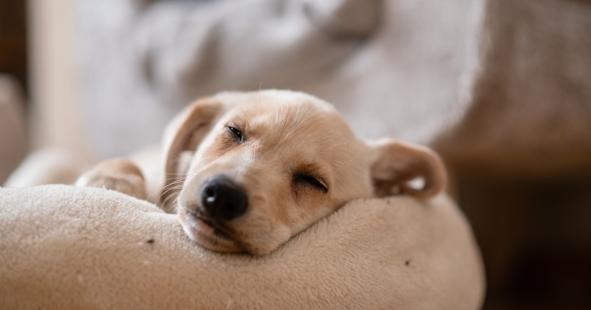 The Best Nighttime Housetraining Routine For Dogs - DogTime