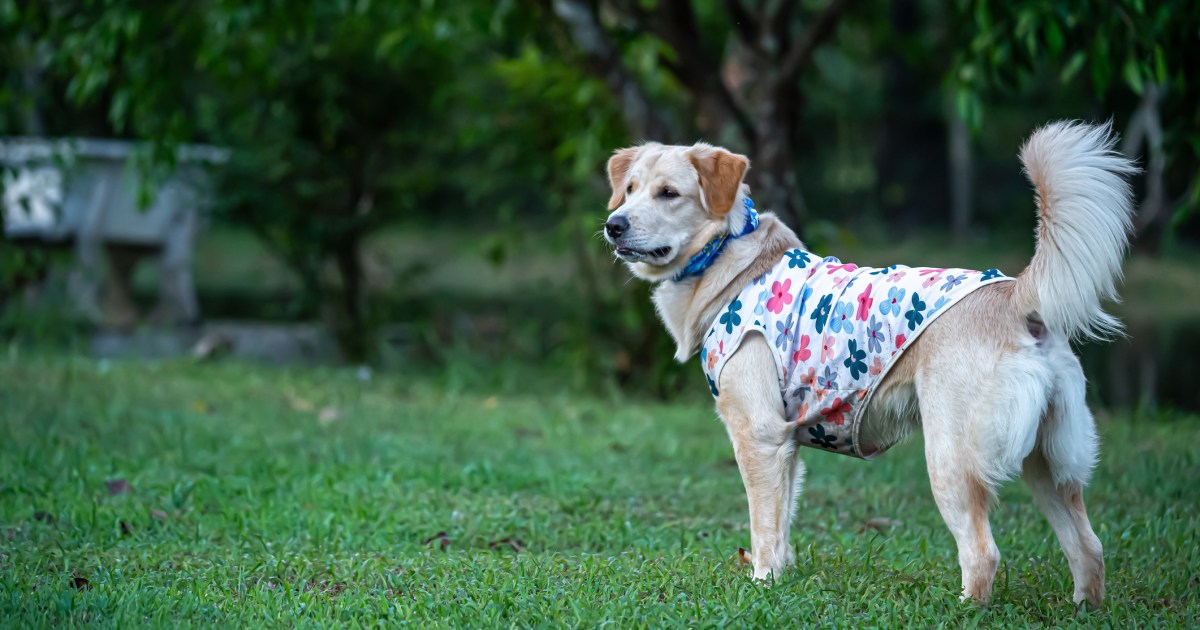 Tremors In Dogs: Symptoms, Causes, & Treatments - DogTime