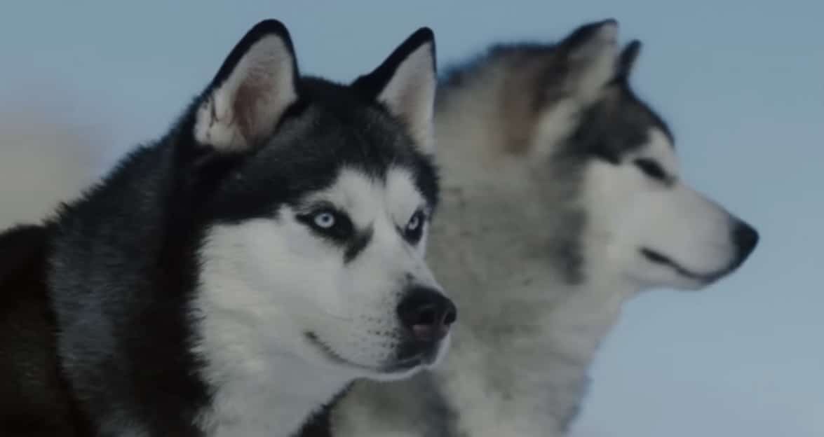 Sad Dog Movies That Make You Cry but Are Worth Watching