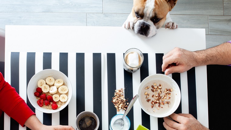 Can Dogs Eat Oatmeal? Is Oatmeal Safe For Dogs? - DogTime