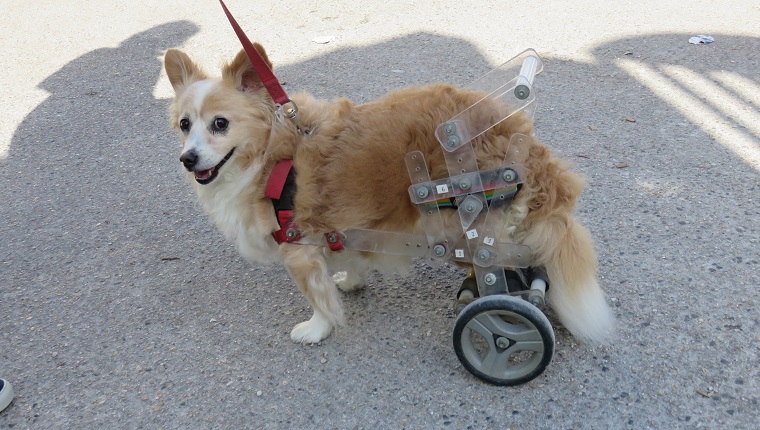 Wheelchairs For Dogs: How To Know If Your Dog Needs One & How To Get ...