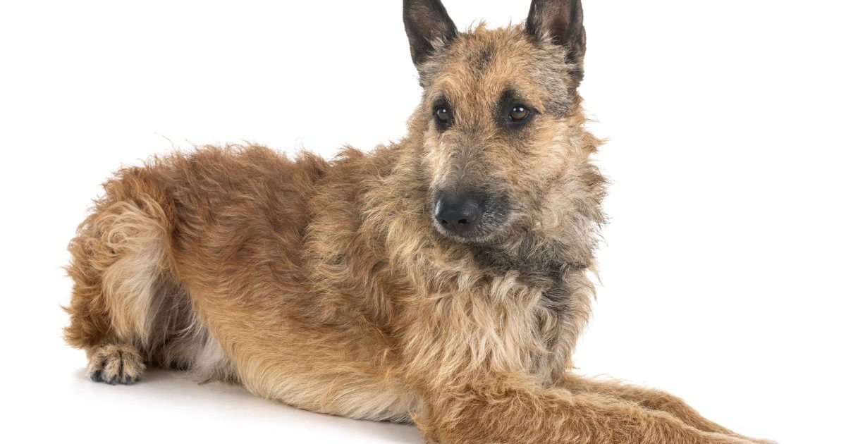 Belgian Laekenois Dog Breed Information & Characteristics