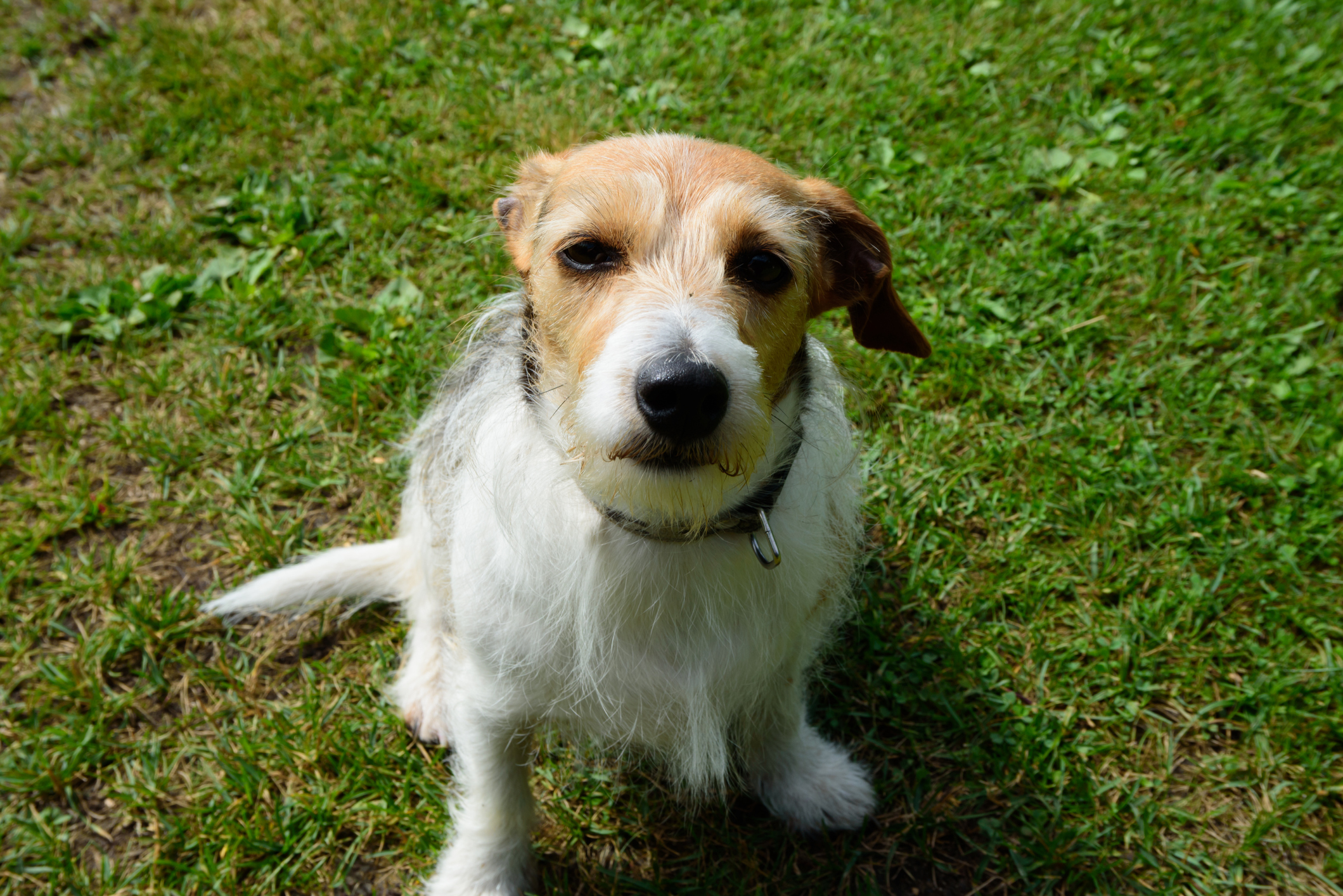 Kromfohrlander Dog Breed Information & Characteristics