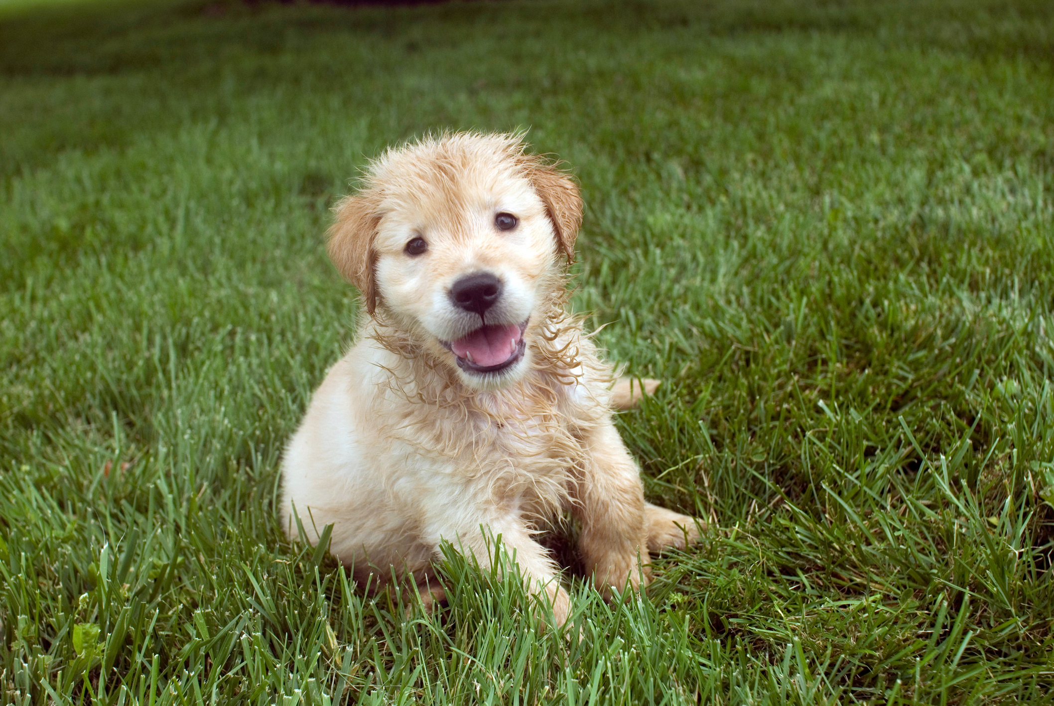 Kromfohrlander Dog Breed Information & Characteristics