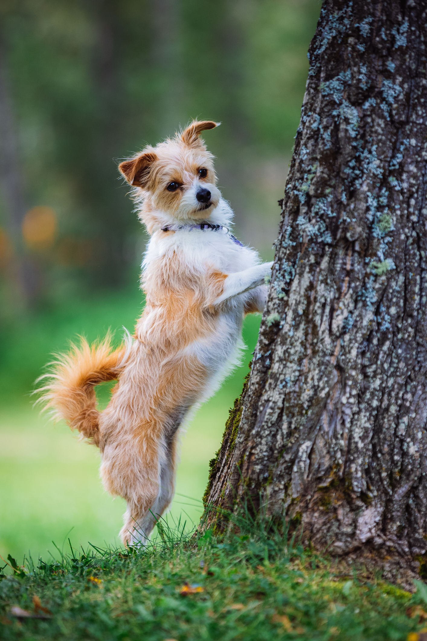 Kromfohrlander Dog Breed Information & Characteristics