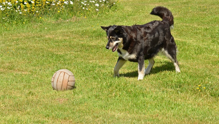 Lapponian Herder Dog Breed Pictures, Characteristics, & Facts - DogTime