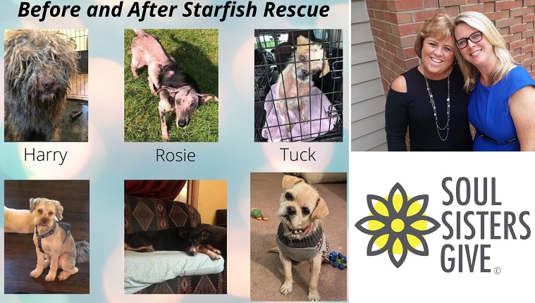 You Can Meet Puppies & Help 'Soul Sisters' Raise Funds For 'Starfish ...