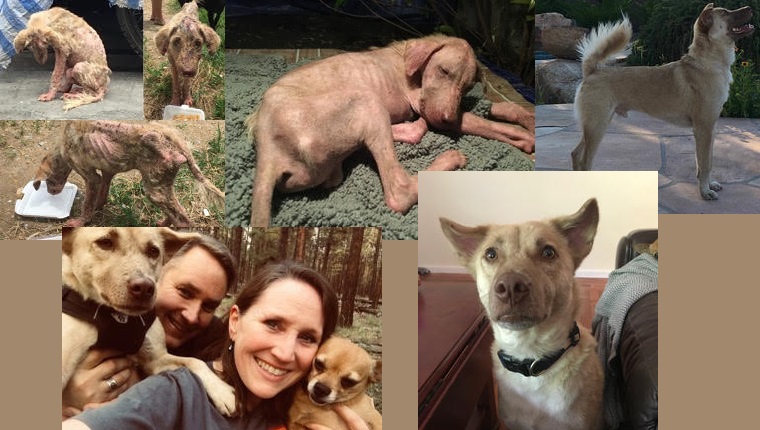 Caring For 950 Dogs In Thailand: Meet 'The Man That Rescues Dogs' - DogTime