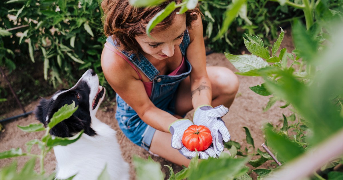 Can Dogs Eat Tomatoes? Are Tomatoes Safe For Dogs?