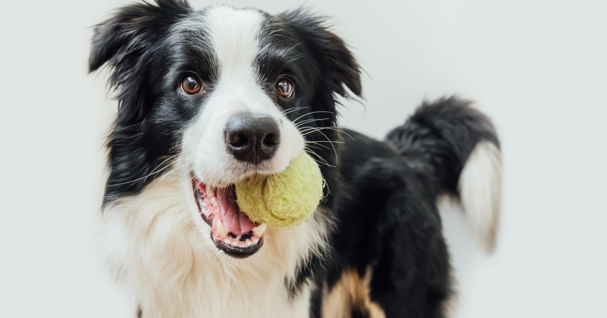 Adolescent Dogs: What to Expect and Tips to Manage Behavior