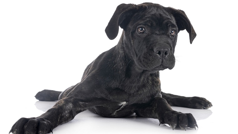 Swimmer Syndrome In Dogs: Symptoms, Causes, & Treatments - DogTime