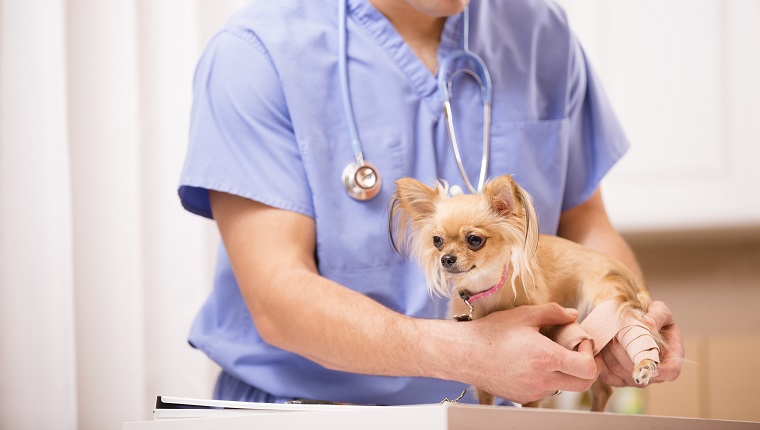 Swimmer Syndrome In Dogs: Symptoms, Causes, & Treatments - DogTime