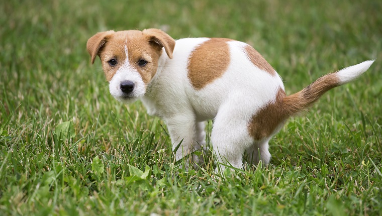 Vesicourachal Diverticula In Dogs: Symptoms, Causes, & Treatments - DogTime