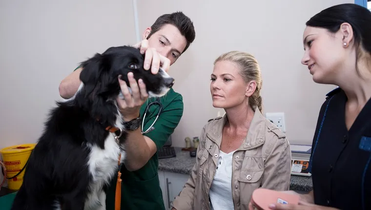 Acne In Dogs: Symptoms, Causes, & Treatments - DogTime
