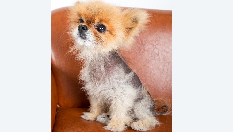 Alopecia X In Dogs: Symptoms, Causes, & Treatments - DogTime