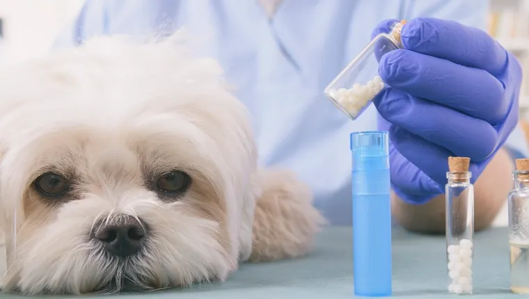 Amphetamine Poisoning In Dogs: Symptoms, Causes, & Treatments - DogTime
