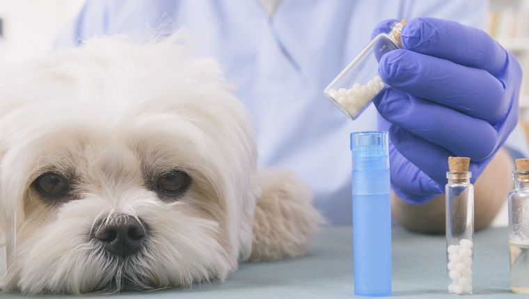 Amphetamine Poisoning In Dogs: Symptoms, Causes, & Treatments - DogTime