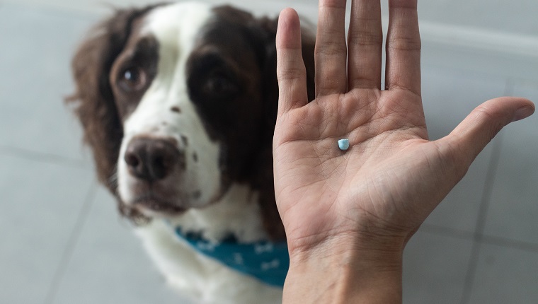 Amphetamine Poisoning In Dogs: Symptoms, Causes, & Treatments - DogTime