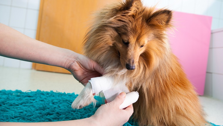 Anaerobic Bacterial Infections In Dogs: Symptoms, Causes, & Treatments ...