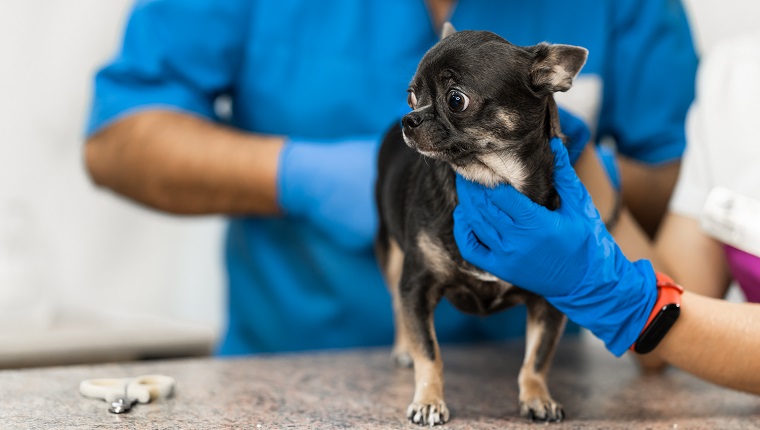 Anal Sac Disorders In Dogs: Symptoms, Causes, & Treatments - DogTime