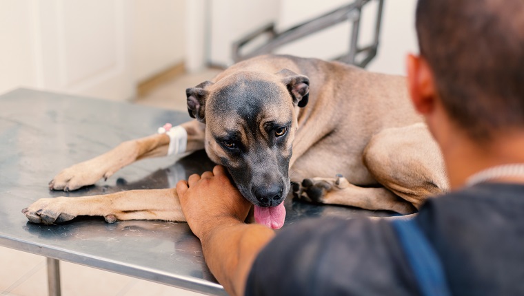 Arteriovenous Fistula In Dogs: Symptoms, Causes, & Treatments - DogTime