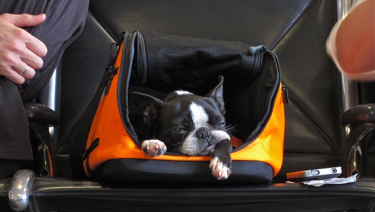 The Best Dog Breeds For Every Type Of Traveler - DogTime