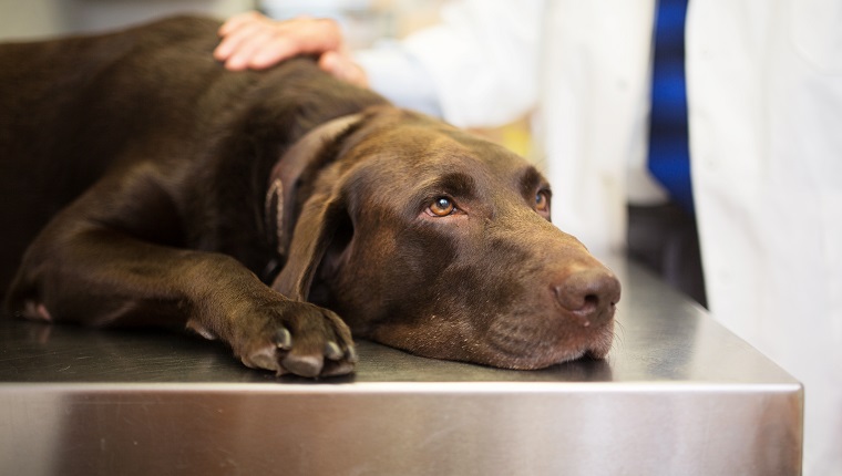 Botulism In Dogs: Symptoms, Causes, & Treatments - DogTime