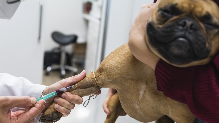Methemoglobinemia In Dogs: Symptoms, Causes, & Treatments - DogTime