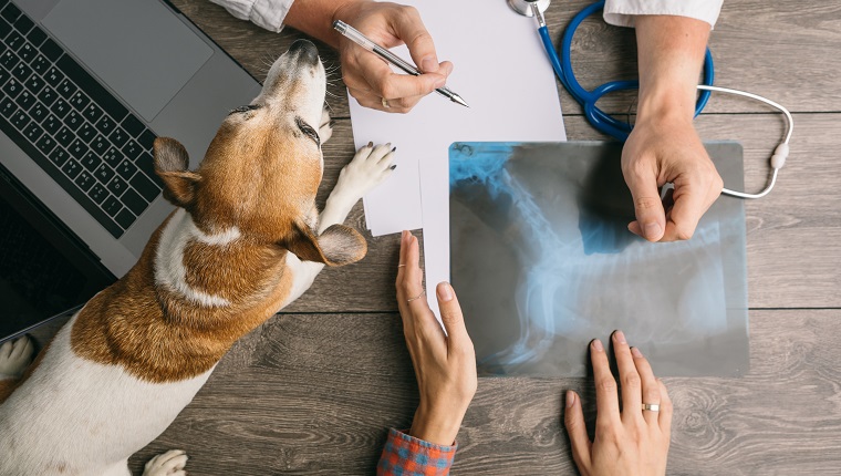 Pneumothorax In Dogs: Symptoms, Causes, & Treatments - DogTime