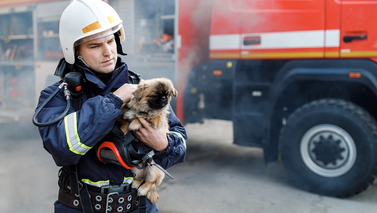 Save A Dog: Firefighters, Police, & Animal Services Rescue All 26 Dogs ...