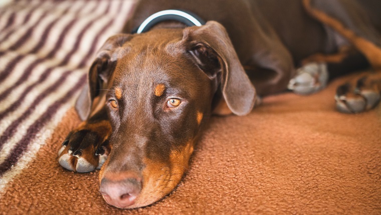 Immune Mediated Anemia In Dogs: Symptoms, Causes, & Treatments - DogTime