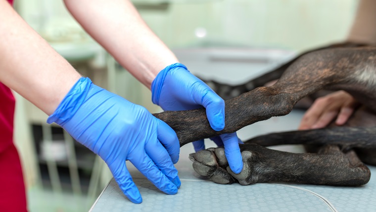 Immune-Mediated Polyarthritis In Dogs: Symptoms, Causes, & Treatments