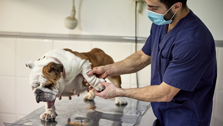 Immune-Mediated Polyarthritis In Dogs: Symptoms, Causes, & Treatments