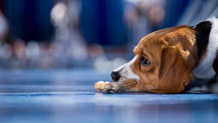 Juvenile Polyarteritis (Beagle Pain Syndrome) In Dogs: Symptoms, Causes ...