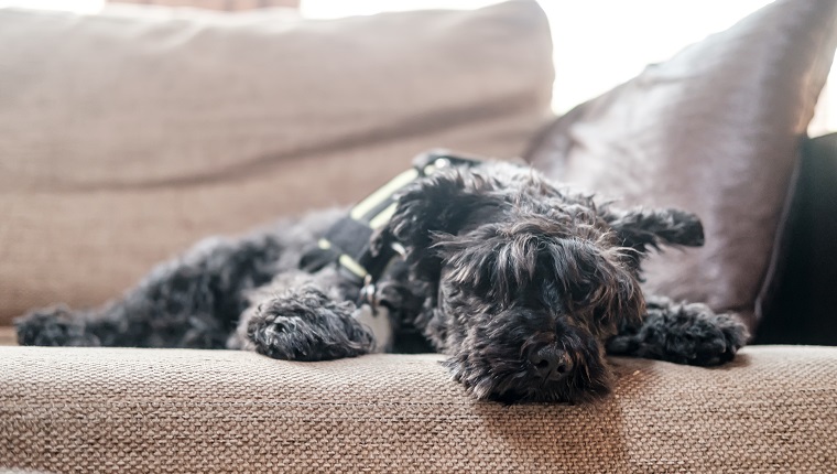 Non-Regenerative Anemia In Dogs: Symptoms, Causes, & Treatments - DogTime