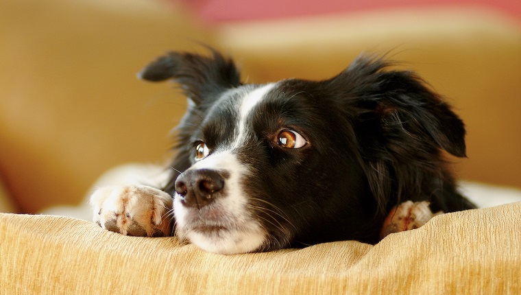 Non-Regenerative Anemia In Dogs: Symptoms, Causes, & Treatments - DogTime