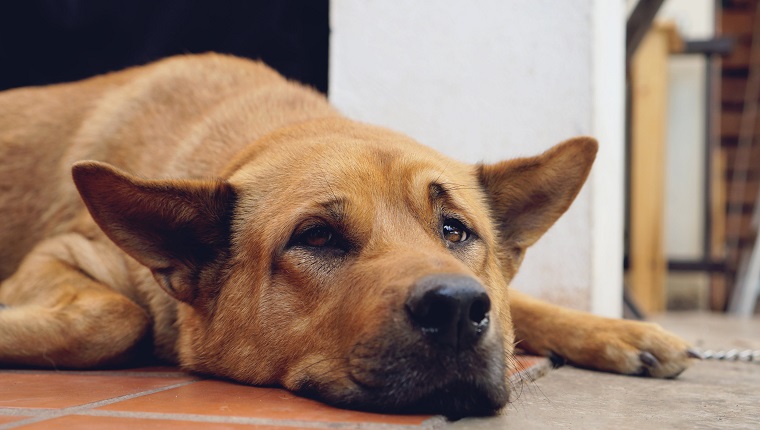 Anemia Due To Chronic Kidney Disease (CKD) In Dogs: Symptoms, Causes ...