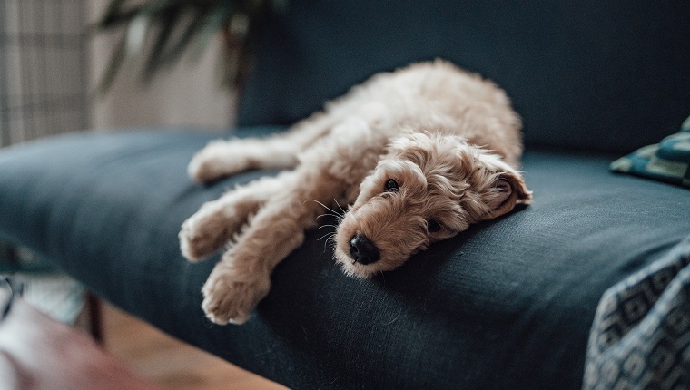 Iron Deficiency Anemia In Dogs: Symptoms, Causes, & Treatments - DogTime