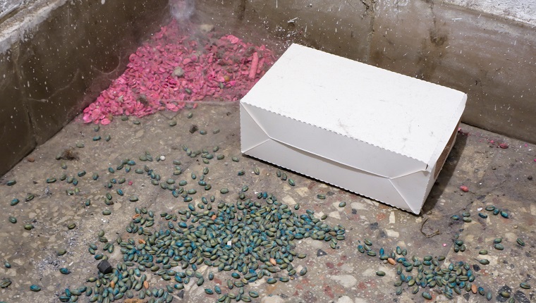 Anticoagulant Rodenticide Poisoning (Rat Poisoning) In Dogs: Symptoms ...