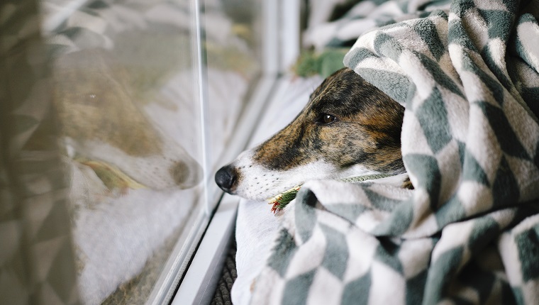 Dog First To Be Diagnosed With Monkeypox Transmitted by Humans