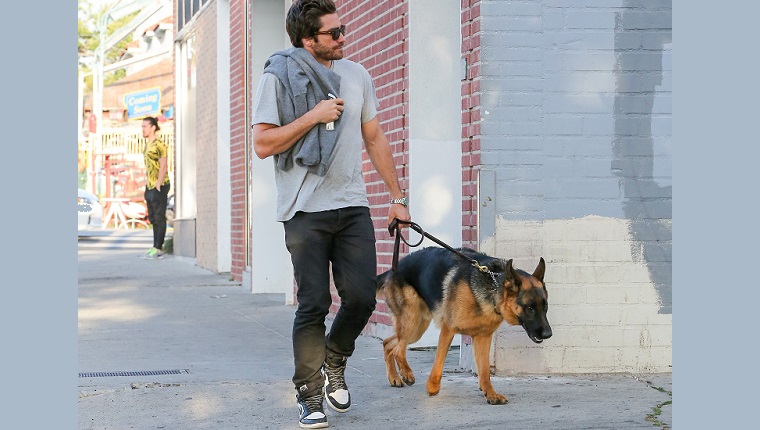 Celeb Pets: Jake Gyllenhaal Opted To Get His German Shepherd 'Neuticles ...