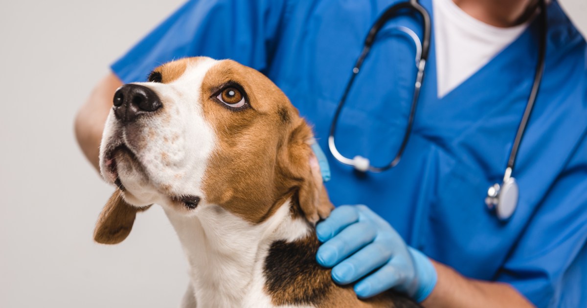 Juvenile Polyarteritis (Beagle Pain Syndrome) in Dogs
