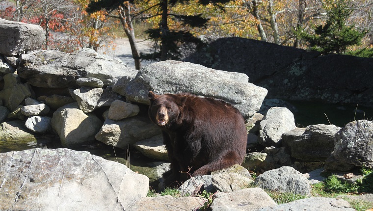 Bear Attacks Couple In Blue Ridge Parkway After Their Unleashed Dog ...