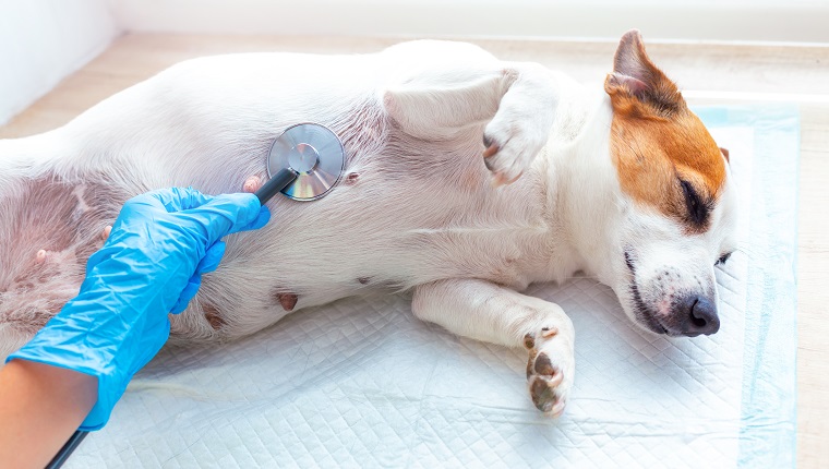 Metritis In Dogs: Symptoms, Causes, & Treatments - DogTime