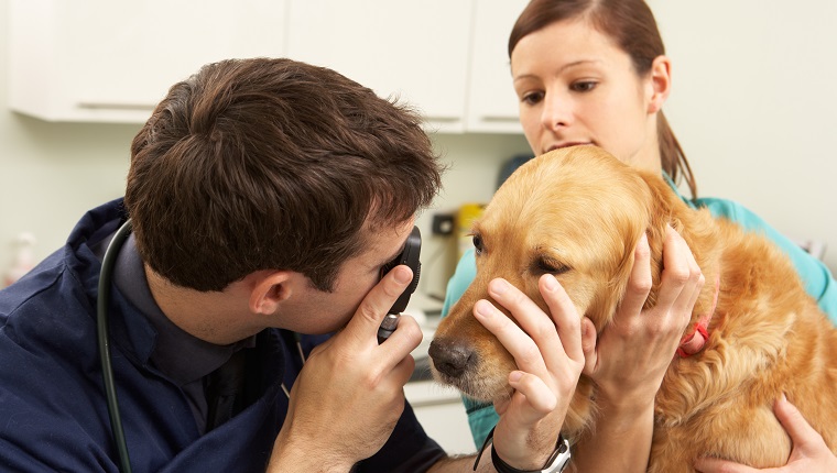 Retinal Hemorrhage In Dogs: Symptoms, Causes, & Treatments - DogTime