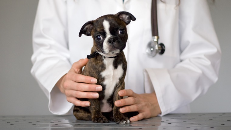 Streptococcus In Dogs: Symptoms, Causes, & Treatments
