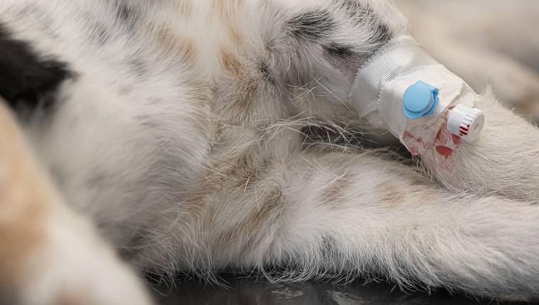 Blood Transfusion Reactions In Dogs: Symptoms, Causes, & Treatments ...