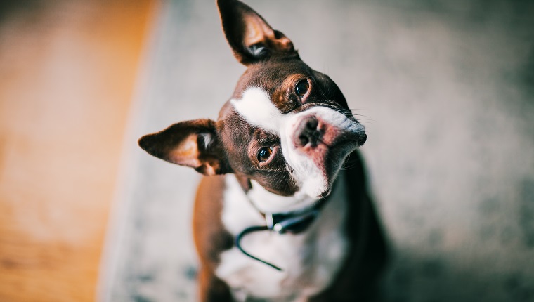 Study Shows That Your Dog's Head Tilt May Give Clues About Their ...