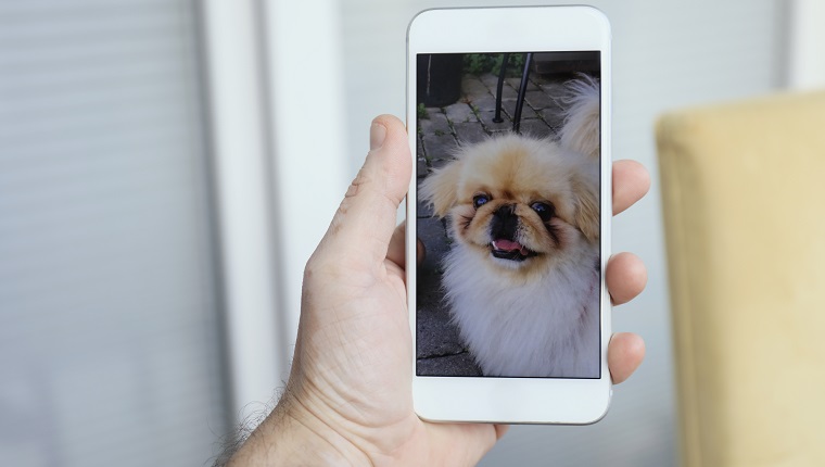 DogPhone, Invention That Lets Dogs Call Their Humans, Explores Giving ...